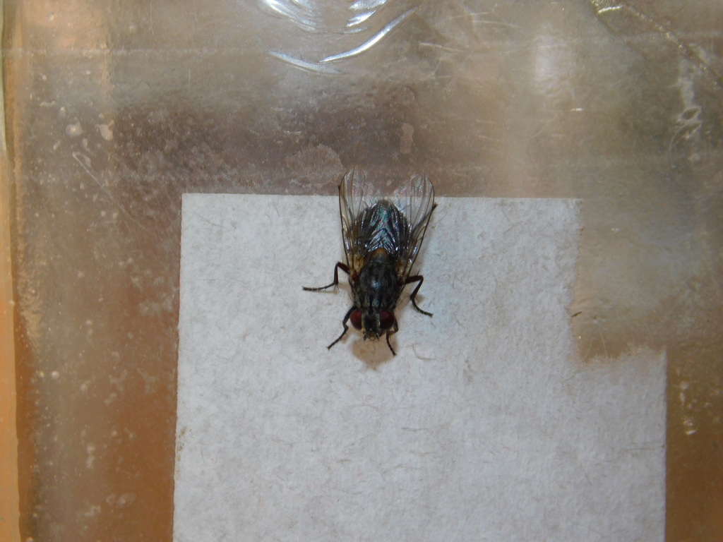 Muscina from Нагаево, Респ. Башкортостан, Россия, 450900 on August 10 ...