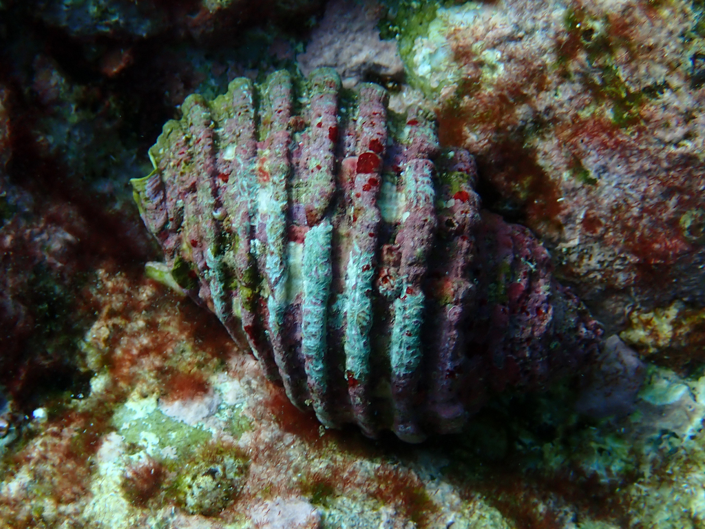 Cart-Rut Shell from Shoalhaven City Council, NSW, Australia on March 16 ...