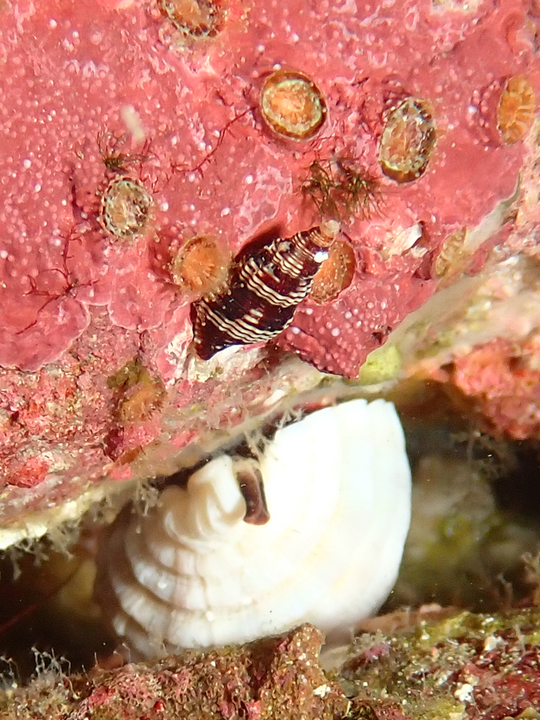 Engina australis from Shoalhaven City Council, NSW, Australia on March 16, 2025 at 09:06 AM by ...