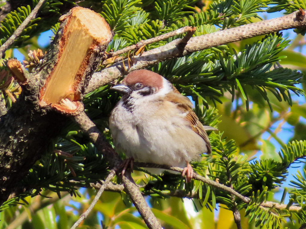 Eurasian Tree Sparrow from Мидзуоси, Исиномаки, Мияги 986-0803, Япония ...