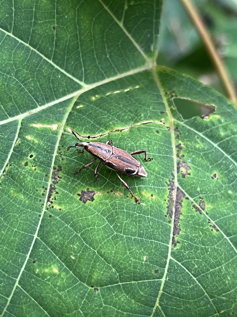 Sphenocorynes ocellatus in March 2025 by Nakatada Wachi · iNaturalist