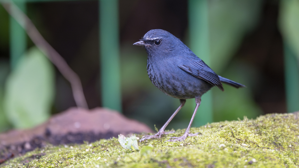 Himalayan Shortwing from 中国四川省成都市龙泉驿区 on February 06, 2025 at 04:25 PM ...