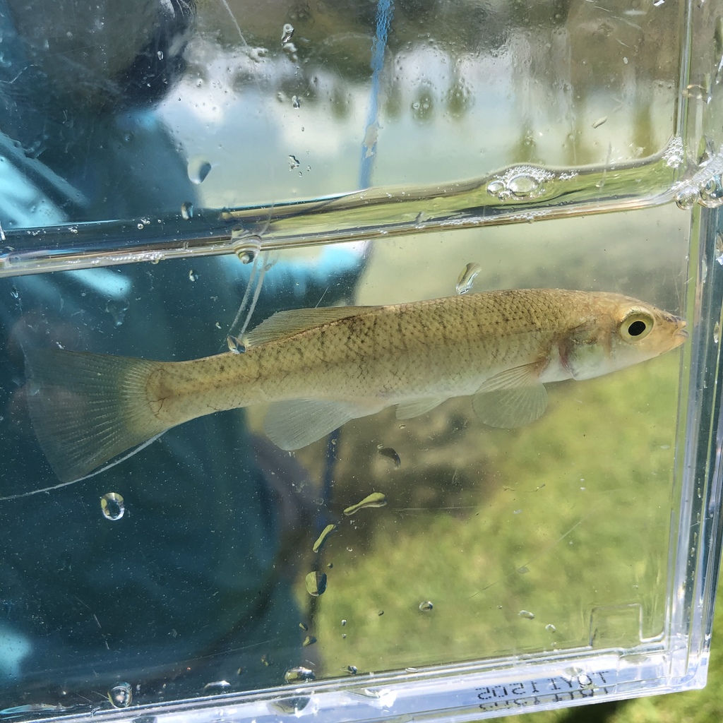 Seminole Killifish (Fishes of Sarasota County, Fl) · iNaturalist
