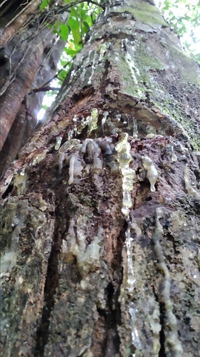 Shorea javanica · iNaturalist