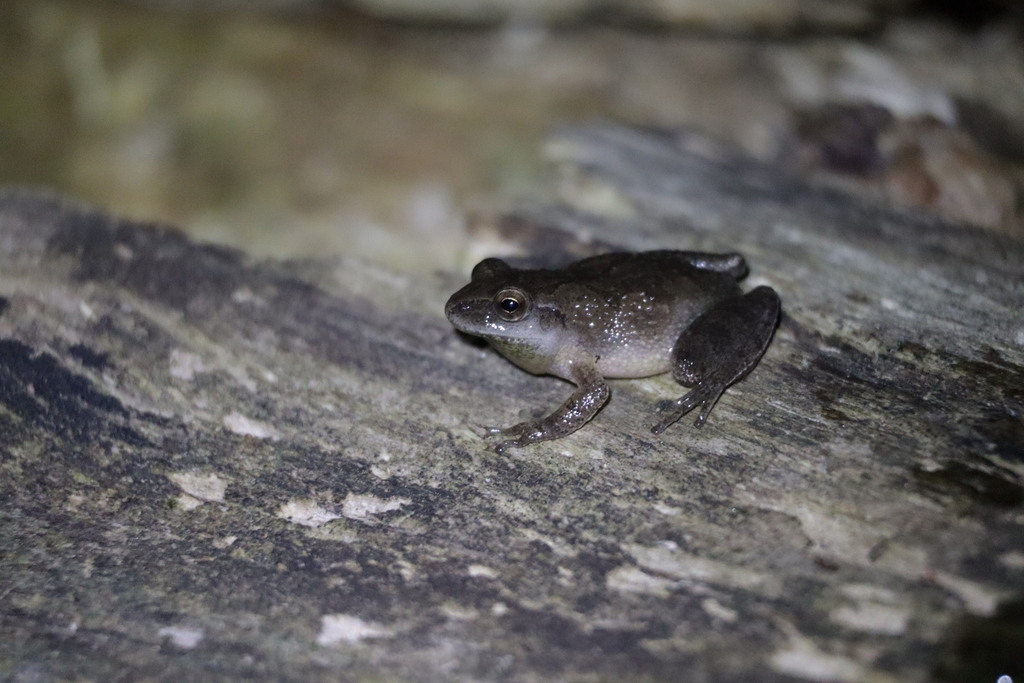 Spring Peeper from Middlesex County, US-NJ, US on March 16, 2025 at 07: ...