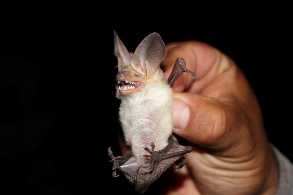 Pallid Bat (Antrozous pallidus) - Know Your Mammals