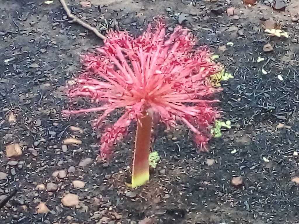 April-fool Parasol from Knietjieshoogte Greyton, 7233, South Africa on ...