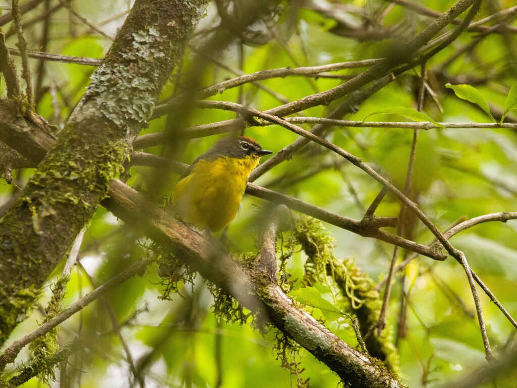 Brown-capped Redstart from Chicligasta, Tucumán, Argentina on January ...