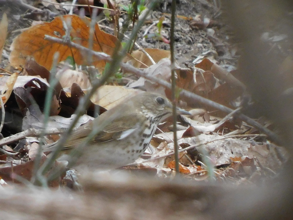 Hermit Thrush from Waterloo, Elkridge, MD 21075, USA on March 16, 2025 ...