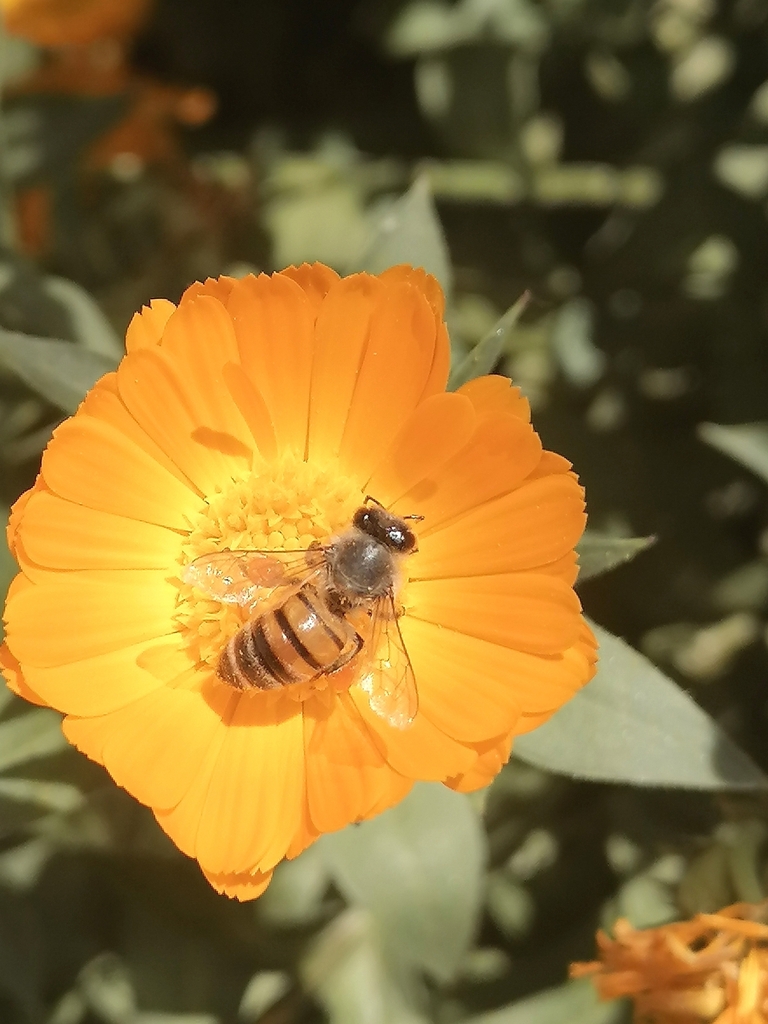 Western Honey Bee from 94HV+4XF حدائق كلية التربية للعلوم الصرفة، Mosul ...