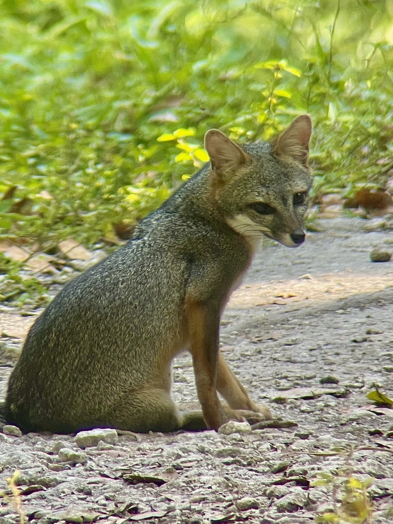 Gray Fox from Yaxhá, Flores, Peten, GT on March 14, 2025 at 03:58 PM by ...