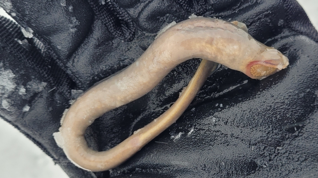Silver Lamprey from Lake of the Woods County, US-MN, US on March 17 ...
