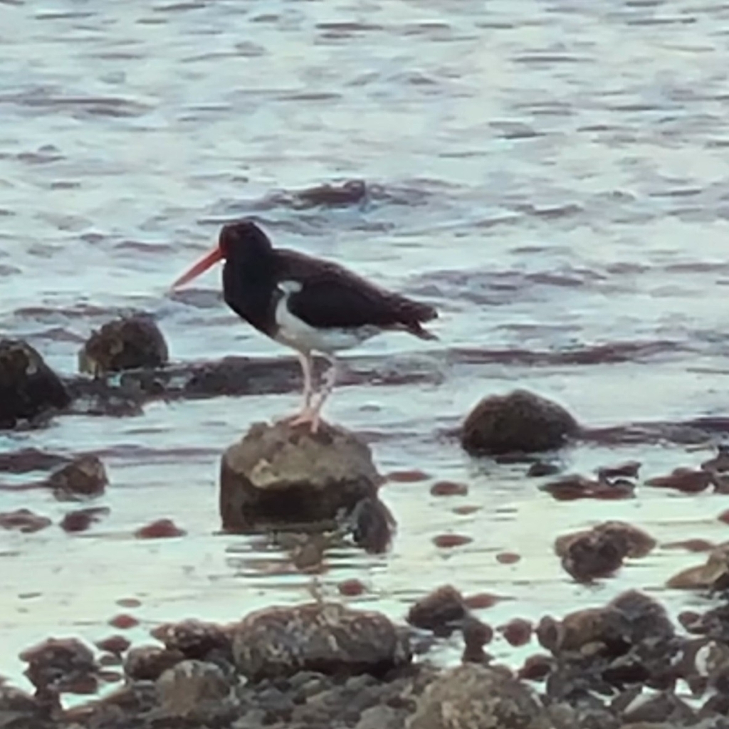 American Oystercatcher from loreto villa,294,F.S.St.Khatal Bagan, Dhaka ...