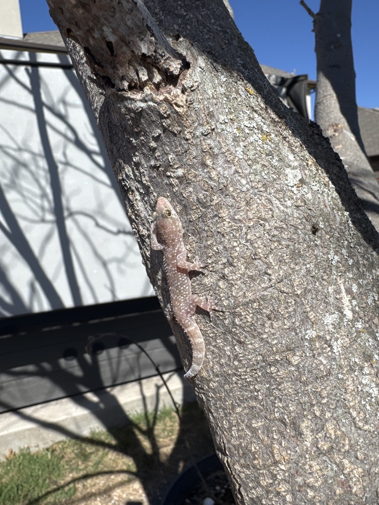 Mediterranean House Gecko from Bovina Dr, Leander, TX, US on March 17 ...
