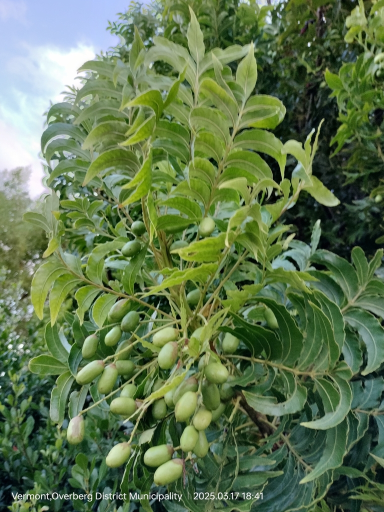 African plum from Vermont, 7201, South Africa on March 17, 2025 at 06: ...