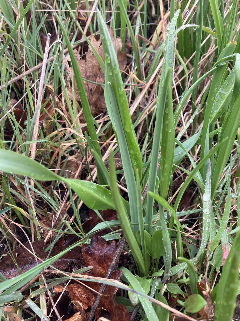 camas from Nicholson St, Saanich, BC, CA on March 16, 2025 at 09:42 AM ...