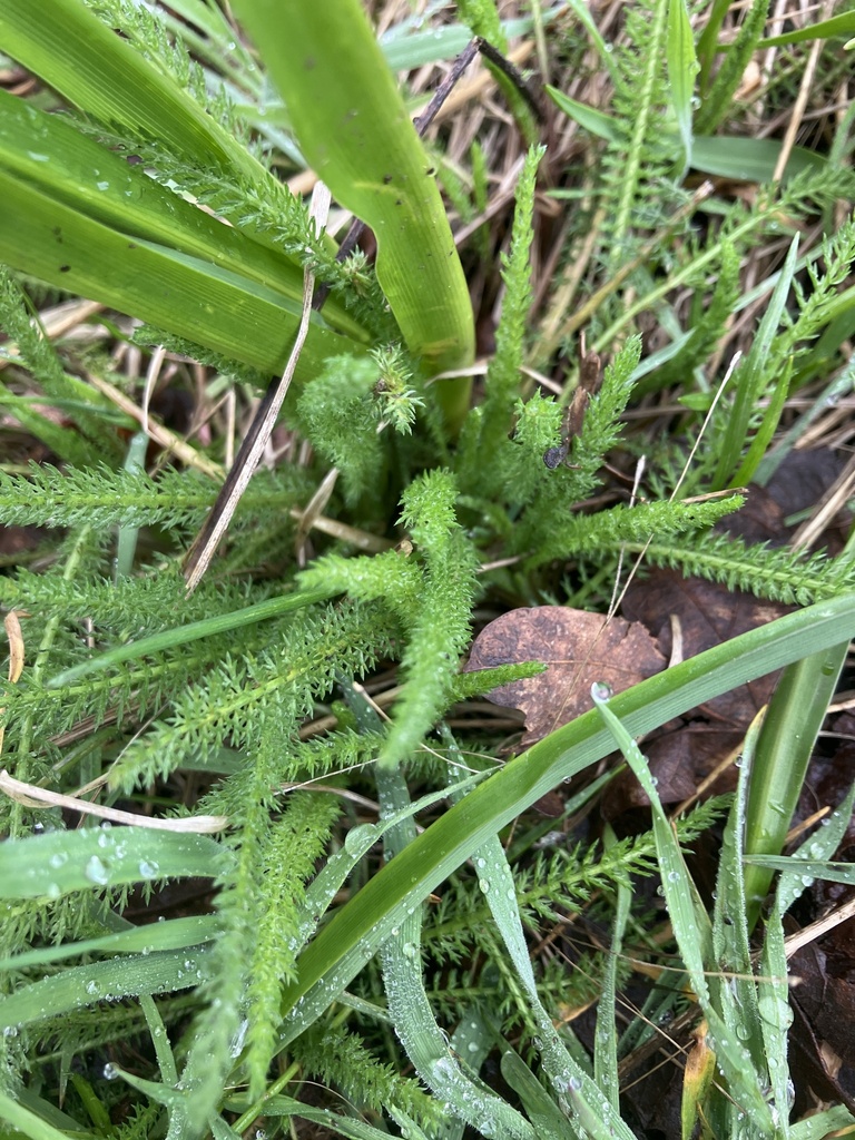 common yarrow from High Quadra, Saanich, BC, CA on March 16, 2025 at 09 ...