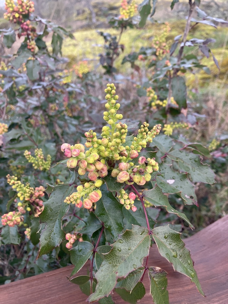 Oregon grape from Kenneth St, Saanich, BC, CA on March 16, 2025 at 09: ...