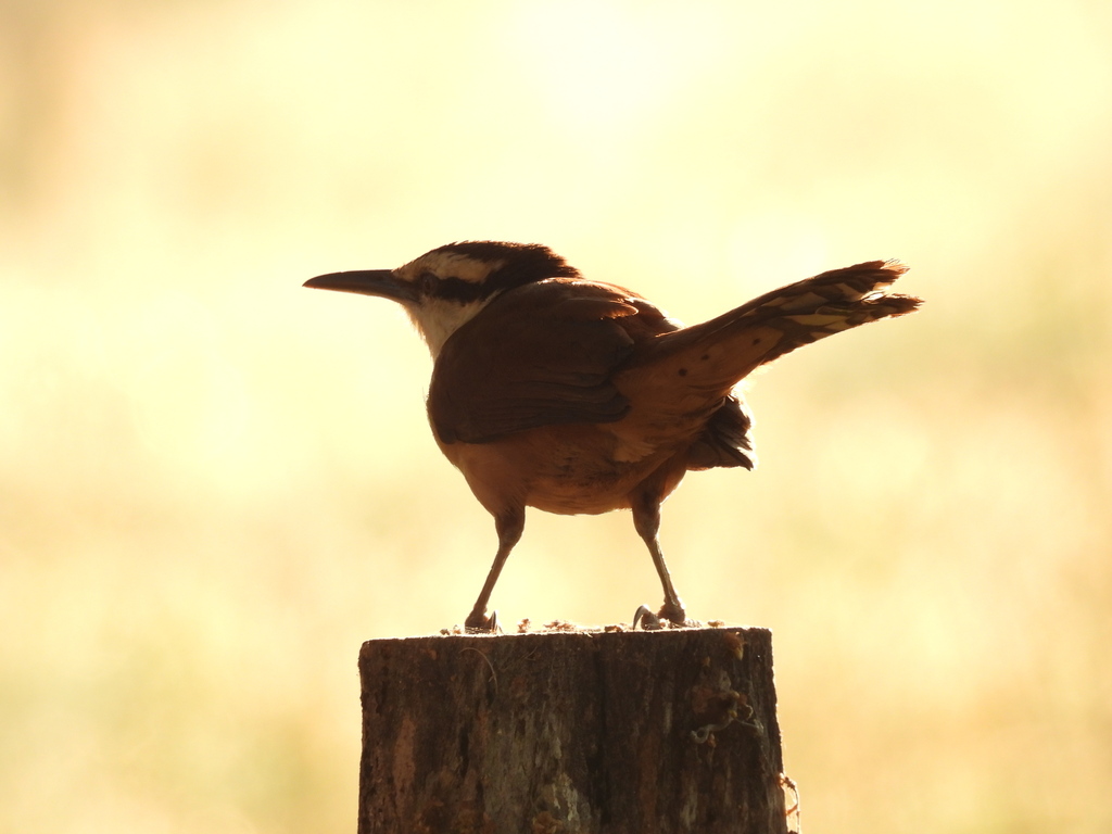 Giant Wren from Pijijiapan, Chis., México on March 05, 2025 at 07:10 AM ...