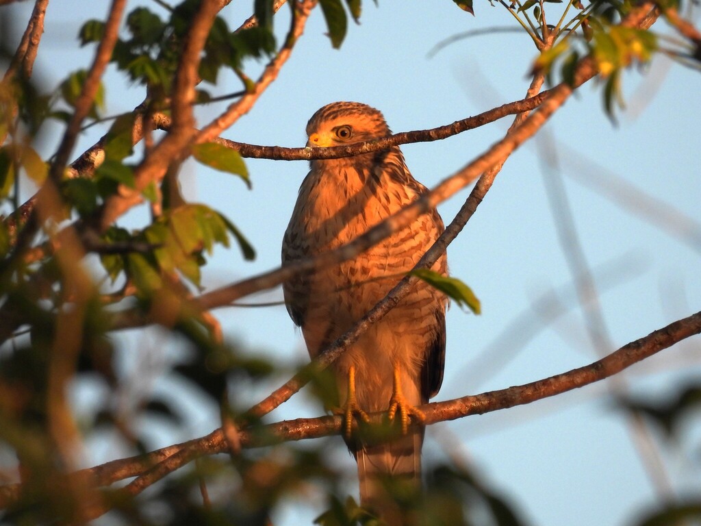 Roadside Hawk from Pijijiapan, Chis., México on March 5, 2025 at 07:01 ...