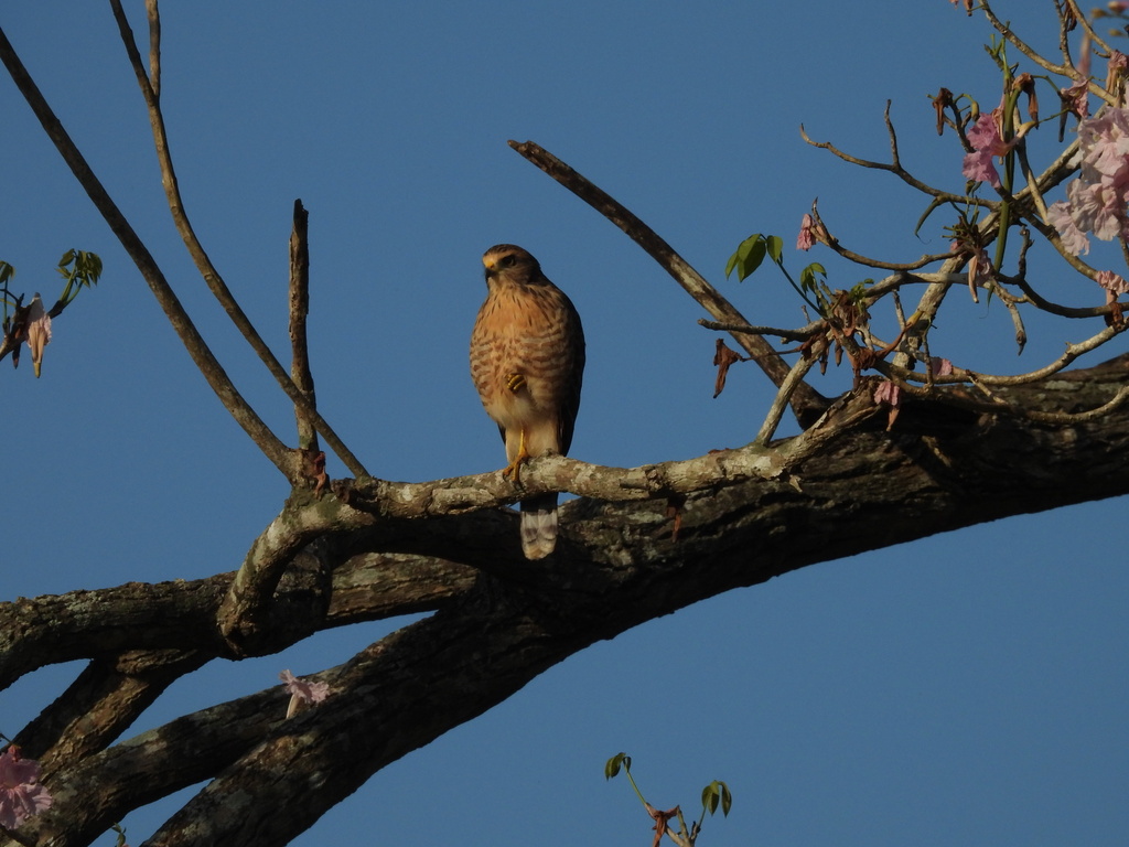 Roadside Hawk from Pijijiapan, Chis., México on March 5, 2025 at 07:48 ...