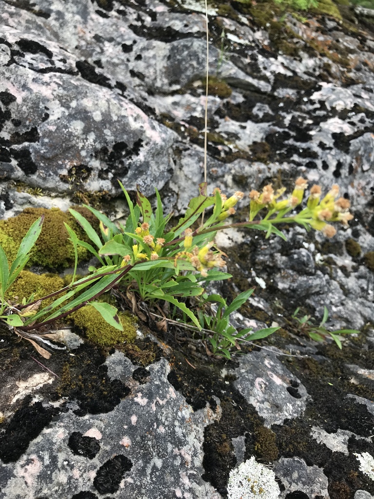 Solidago subsect. Humiles from Little Cove Provincial Park, Northern ...