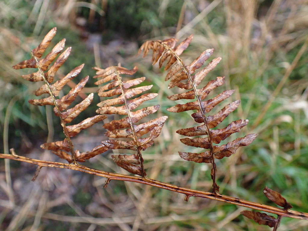 common bracken from Westmorland and Furness, UK on March 7, 2025 at 03: ...