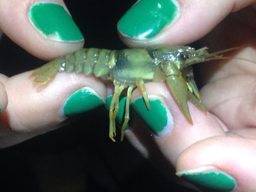 Golden Crayfish (Orconectes luteus) · iNaturalist