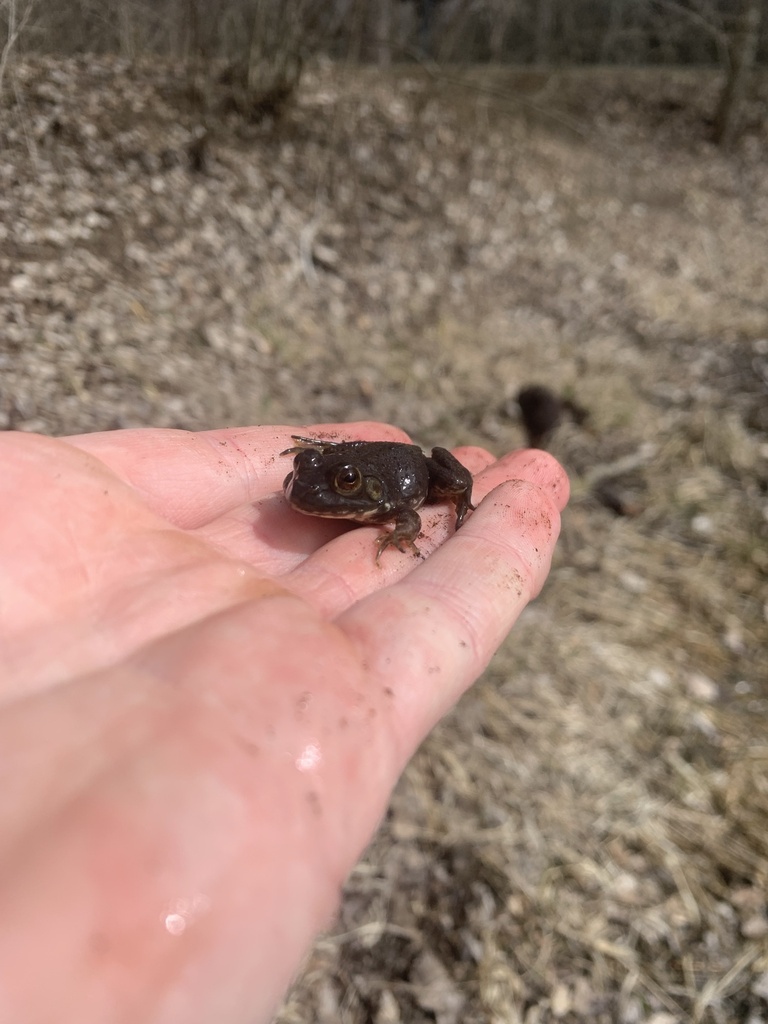 American Bullfrog from Jackson Pike, Grove City, OH, US on March 16 ...
