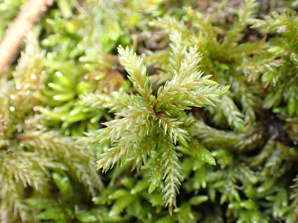 Tree Climacium Moss from Westmorland and Furness, UK on March 7, 2025 ...