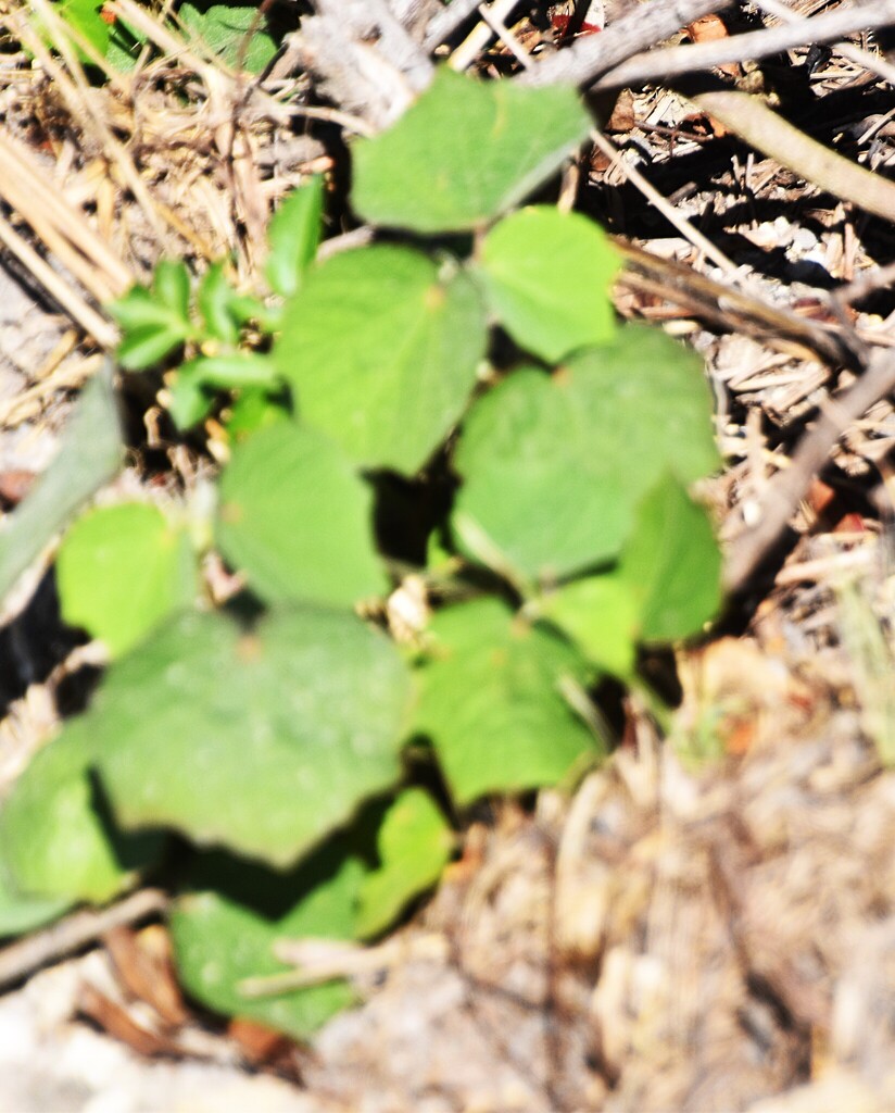 Caesar weed from Mosaic Peace River Park, 2200 Co Rd 640, Bartow, FL ...