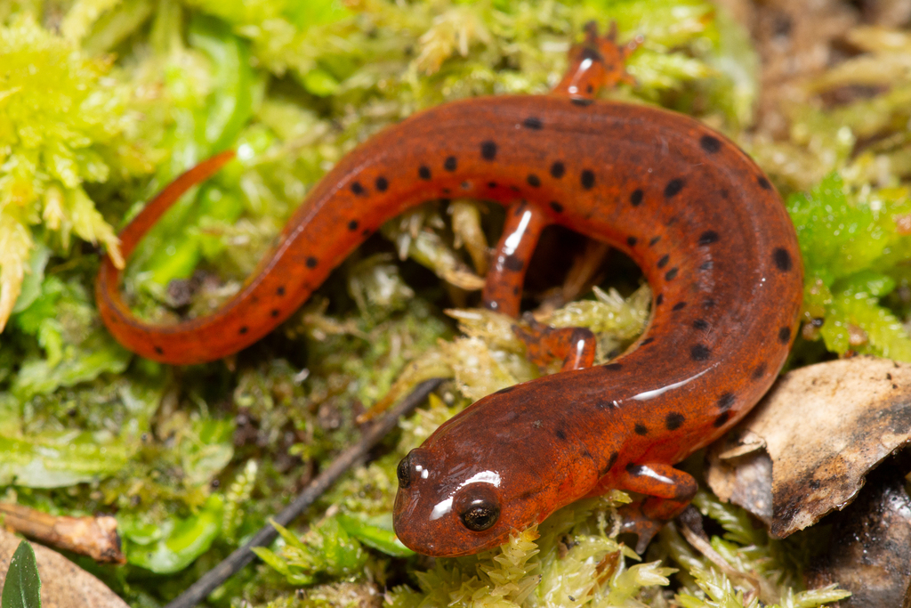 Mud Salamander in March 2025 by Max Ramey. Moore County, NC · iNaturalist