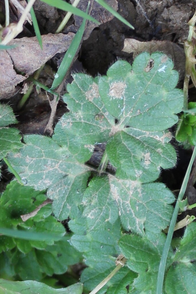 Creeping buttercup from Great Gonerby Footpath - South on March 17 ...