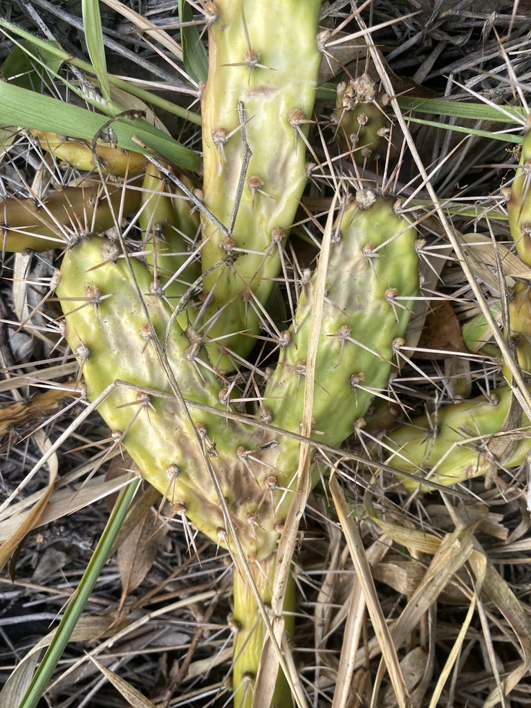 Tiger Pear from Maitland St, Branxton, NSW, AU on March 18, 2025 at 07: ...