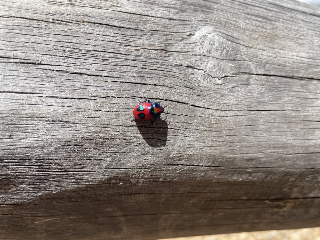 Red Jewel Bug from Thalassa Park, Aberfoyle Park, SA, AU on January 9 ...