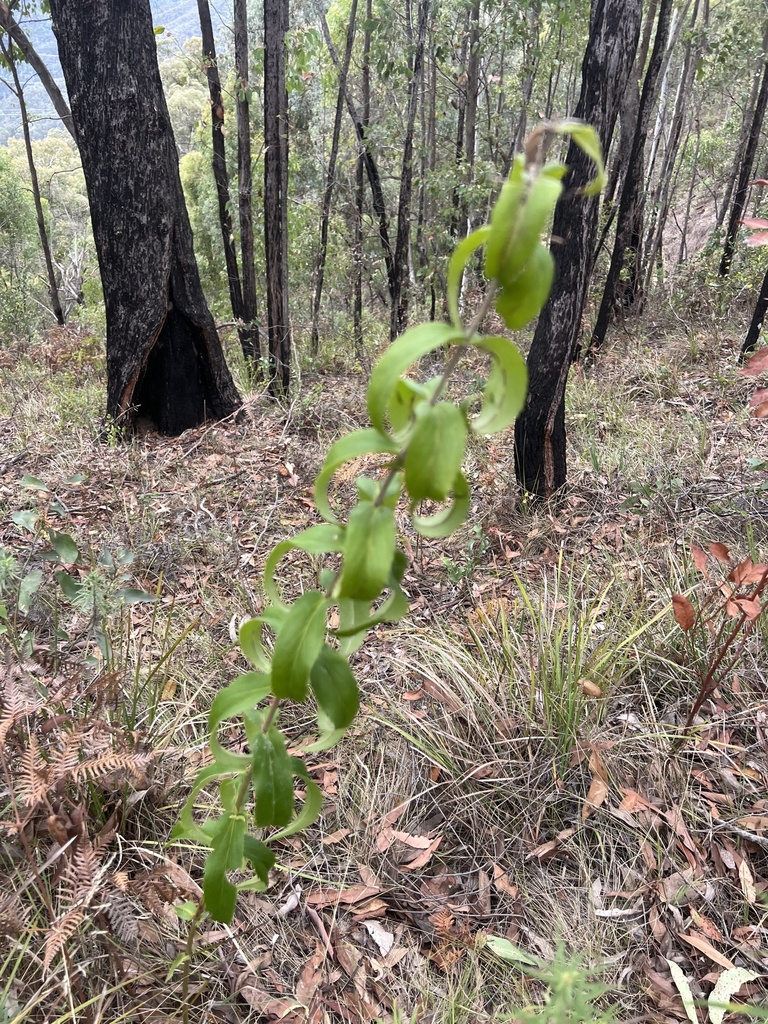 derwent speedwell from Alpine Shire, Dandongadale, VIC, AU on March 16 ...