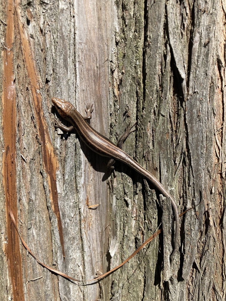 Common Five-lined Skink from Cypress Dr, Karnack, TX, US on March 17 ...