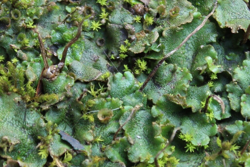 Common Liverwort from Belton House & Gardens on March 17, 2025 at 03:33 ...