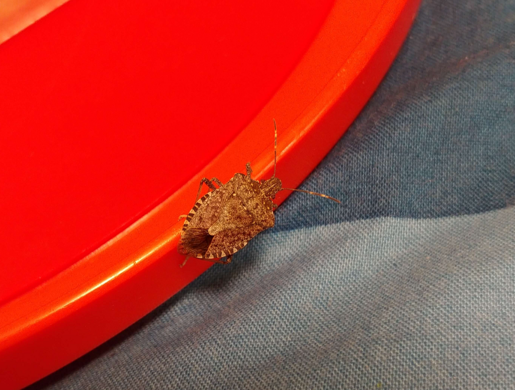 Brown Marmorated Stink Bug from La Peña, Ibaiondo, Bilbao, Bizkaia ...