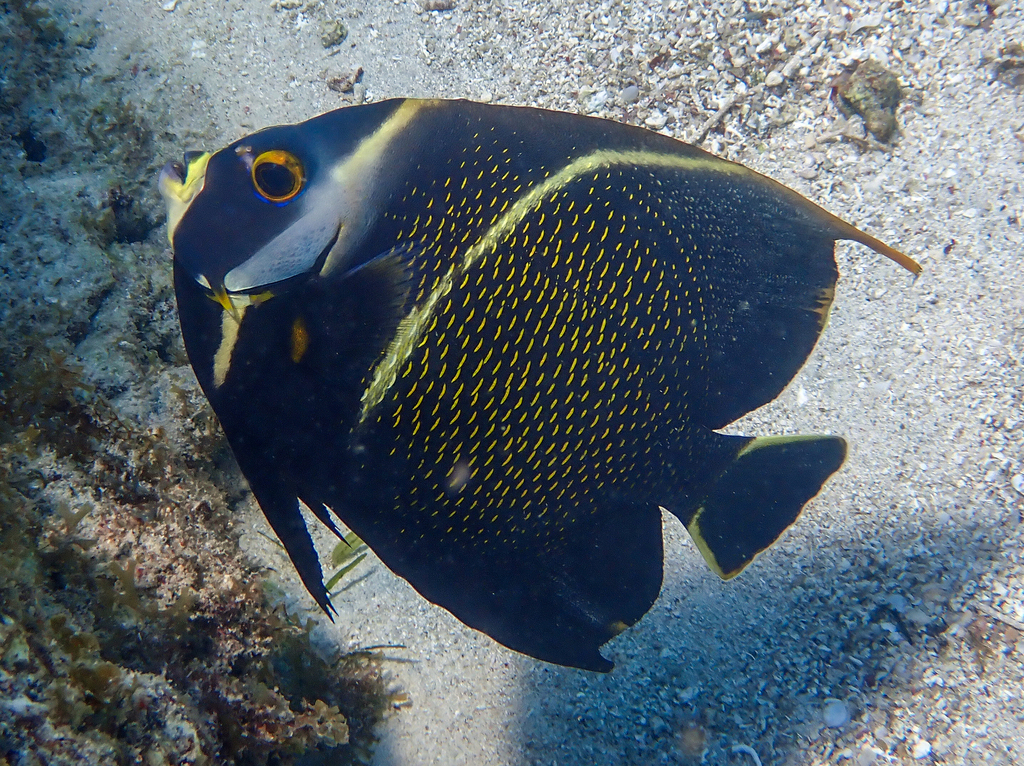 French Angelfish from Aruba on March 16, 2025 at 12:08 PM by ...