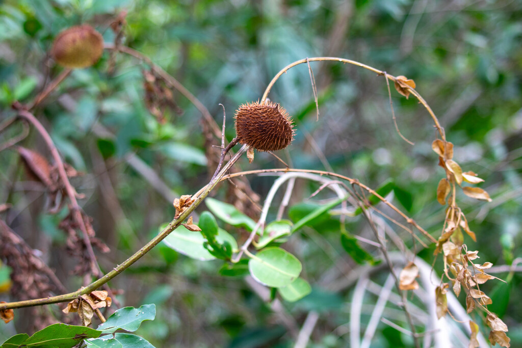 Nickernut from Hancock, Cape Coral, FL, USA on February 22, 2025 at 04: ...