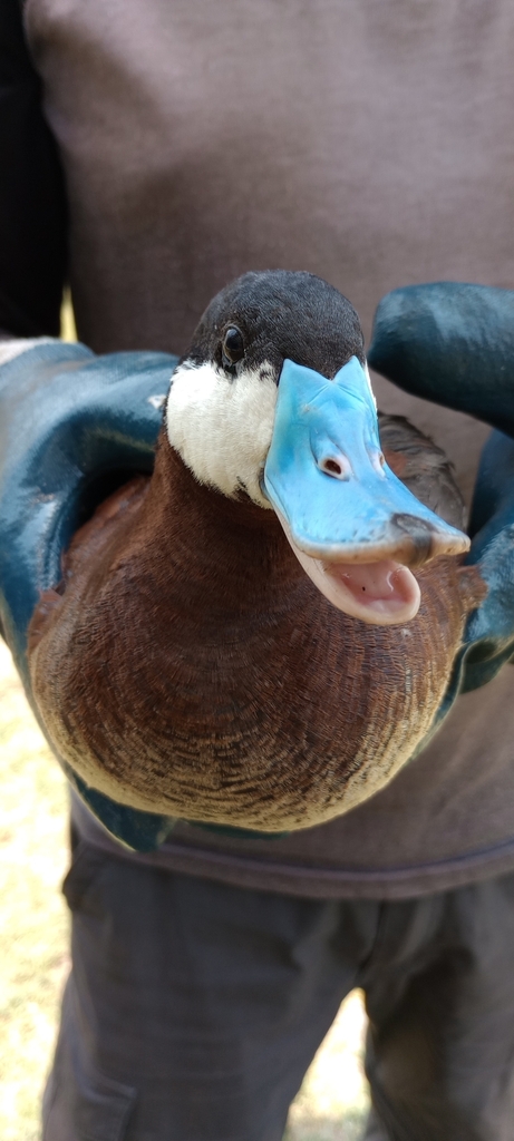 Ruddy Duck from FW6G+W2, Zoológico de San Juan de Aragón, Gustavo A ...
