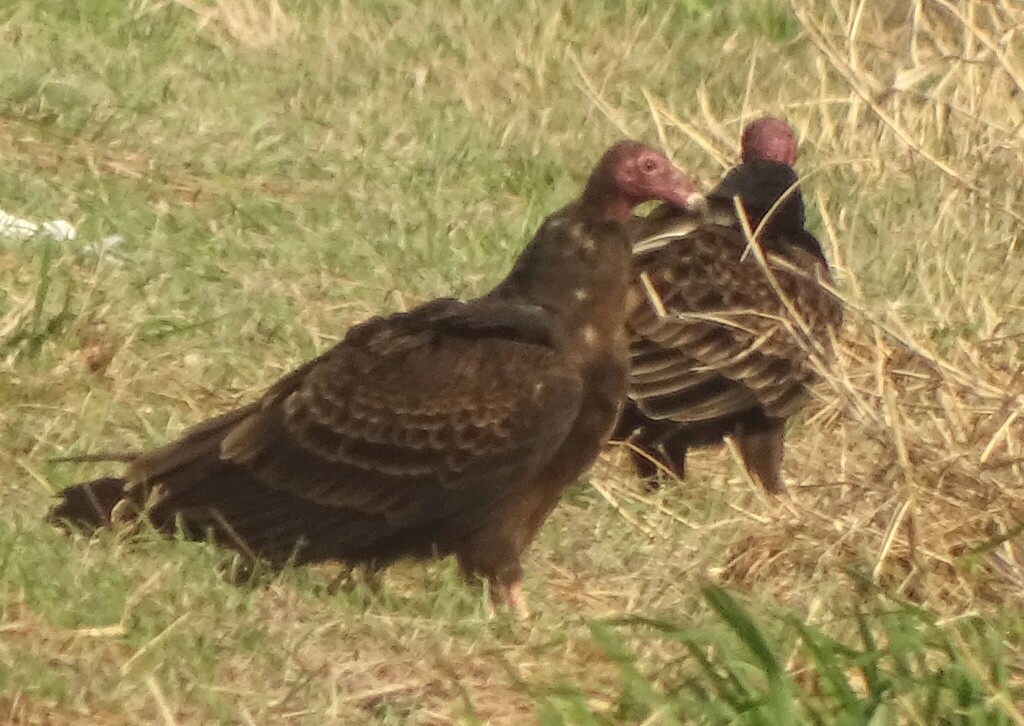 Turkey Vulture from Emeralda Marsh Conservation Area, Emeralda Island ...