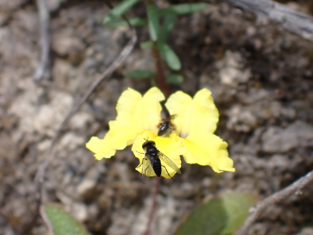 Bee Flies from Baal Bone Gap, Glen Davis NSW 2846, Australia on ...