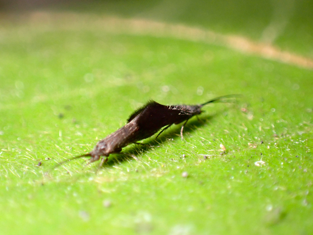 Winged and Once-winged Insects from Deep Pass, Newnes Plateau NSW ...