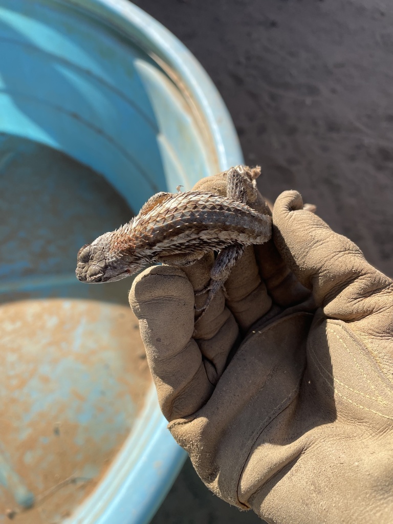 Texas Spiny Lizard from Pearsall, TX, US on March 17, 2025 at 10:00 AM ...