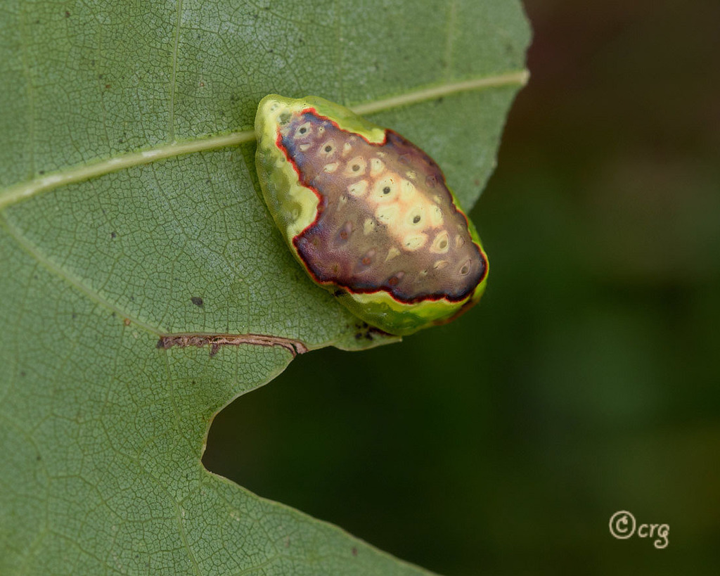 Red-crossed Button Slug Moth (Caterpillars of Ontario) · iNaturalist