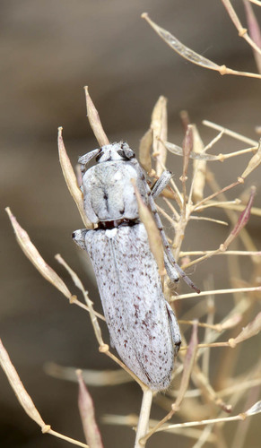 Genus Hesperoferus · iNaturalist