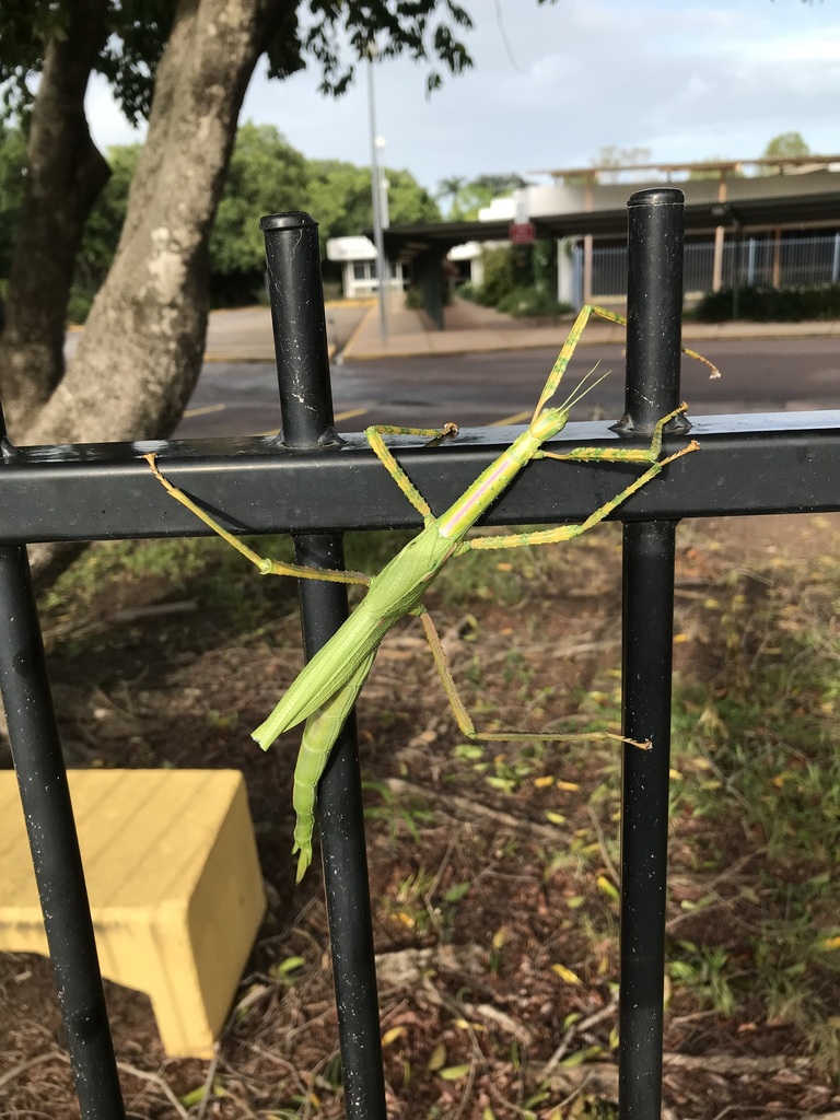 Darwin Stick Insect from Darwin NT, Australia on January 5, 2023 at 07: ...