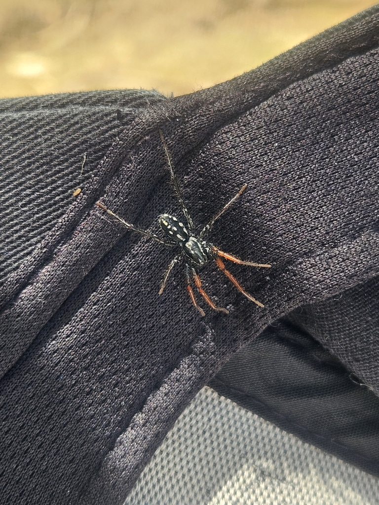 Spotted Ground Swift Spider from Newnes Plateau NSW 2790, Australia on ...